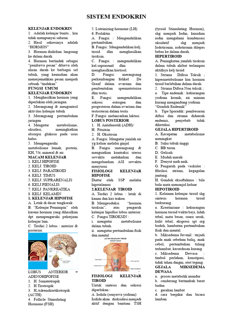 Sistem Endokrin | PDF