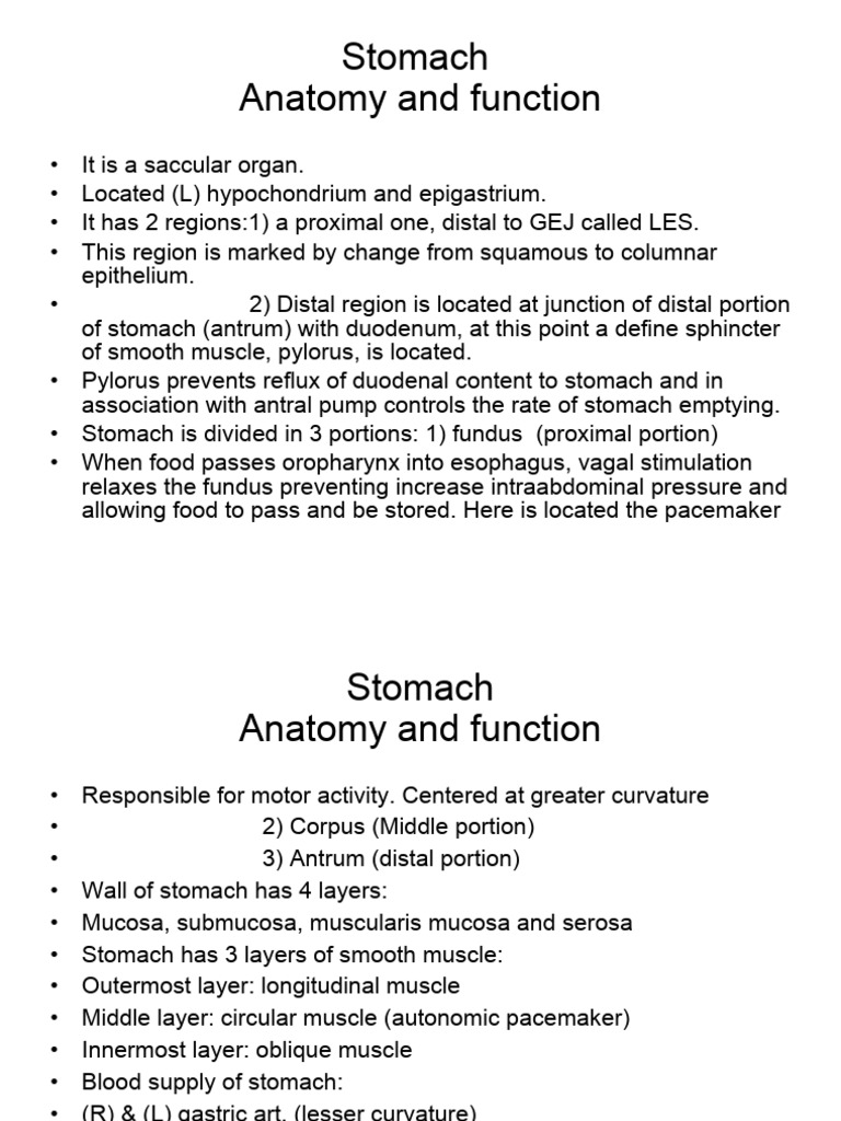 Stoomach Anatomy Presentation | PDF | Stomach | Clinical Medicine