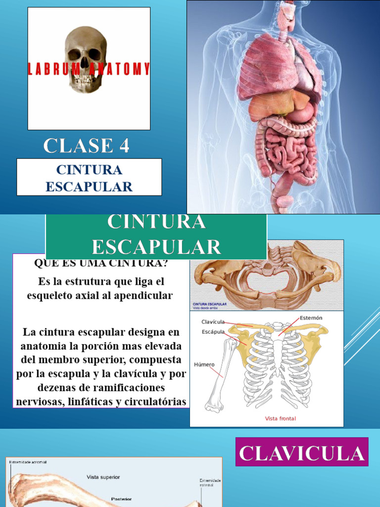 Anatomía y Funciones de la Cintura Escapular | PDF | Anatomía humana ...