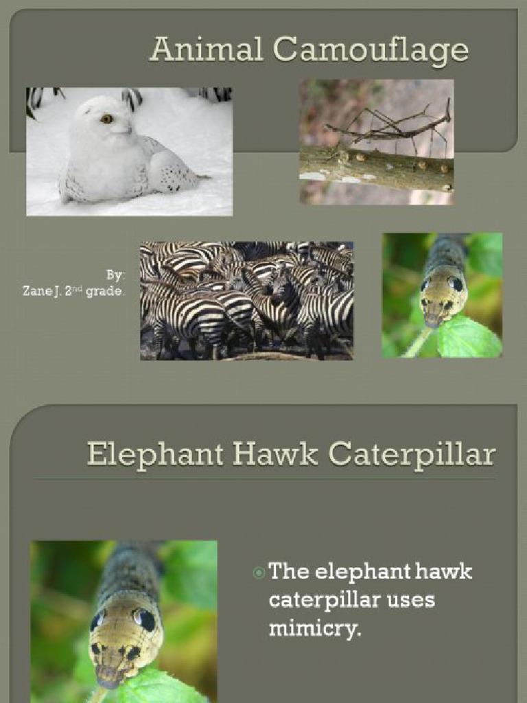 Animal Camouflage | PDF