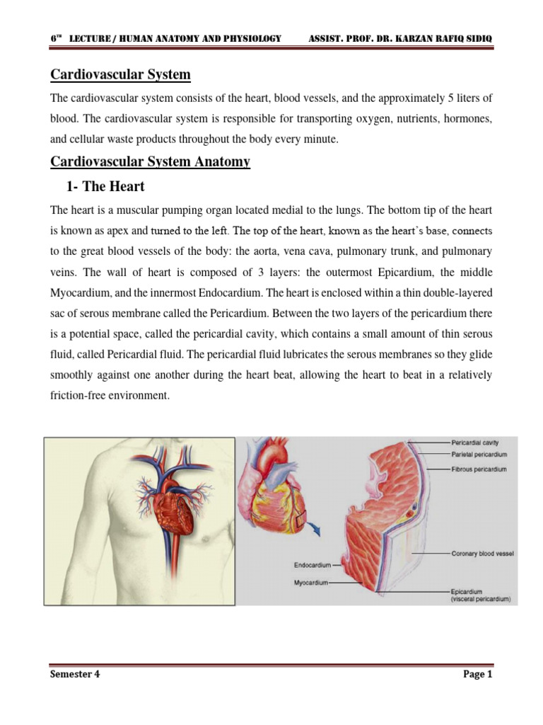 6th Lecture Human Anatomy and Physiology | PDF | Artery | Heart