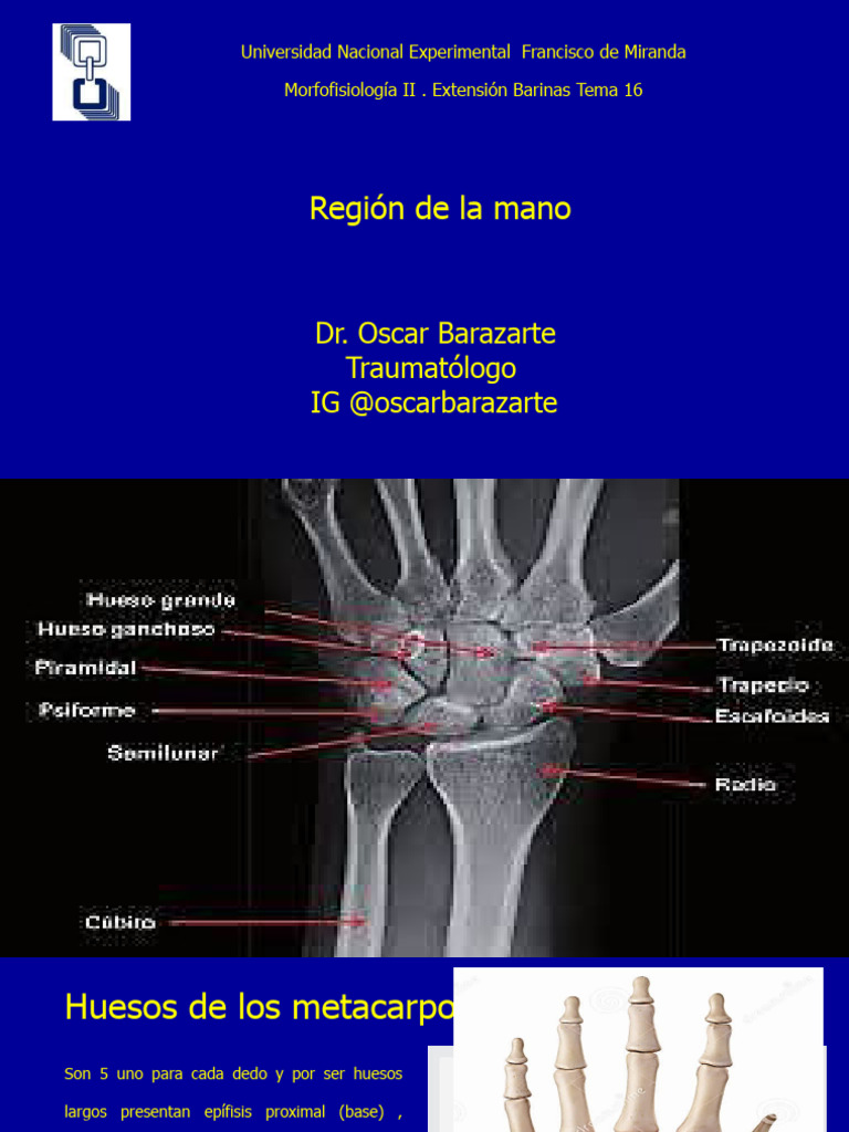 16 Mano | PDF | Mano | Extremidades (anatomía)