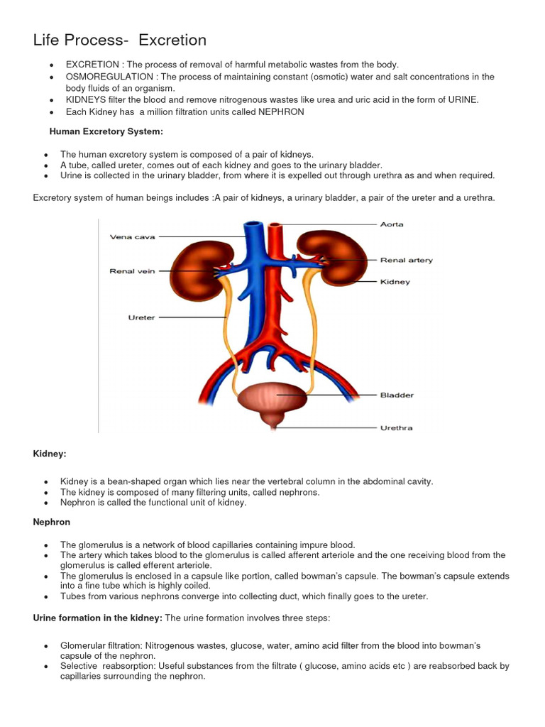 Excretion NOTES | PDF | Kidney | Urine