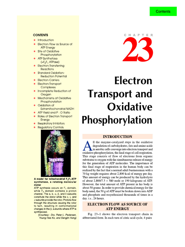 Electron Transport Chain | PDF