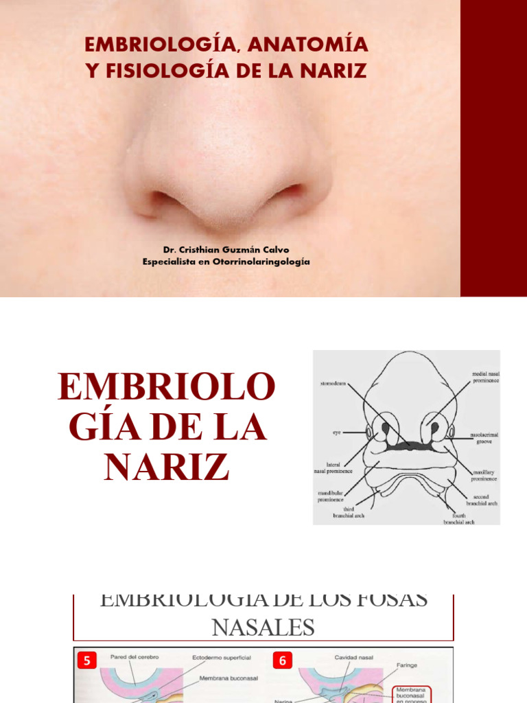 ANATOMIA, EMBRIOlOGÍA Y FISIOLOGÍA DE LA NARIZ | PDF | Nariz humana | Anatomía humana