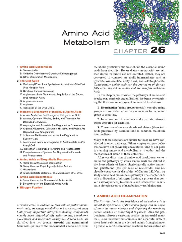 Chapter 26 Metabolism of Amino Acids | PDF