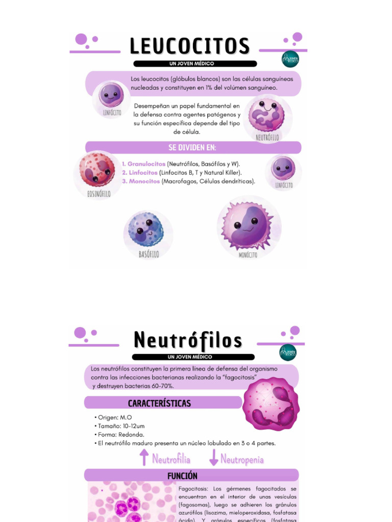 Leucocitos y Más | PDF