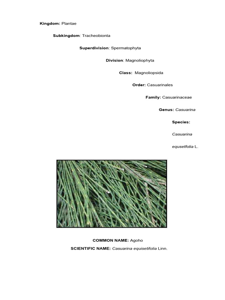 Agoho | PDF | Botany | Branches Of Botany