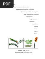 Damong Maria: Herbal Benefits and Uses | PDF | Wellness | Medical