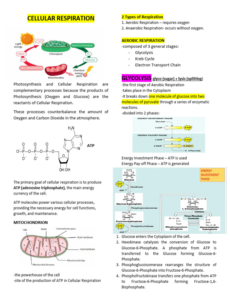 Cell Respiration | PDF | Cellular Respiration | Adenosine Triphosphate