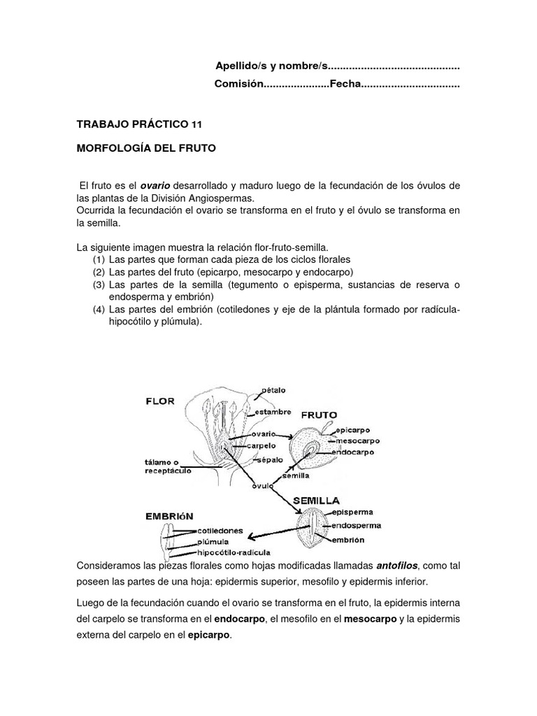 TP 11 - Morfologia Del Fruto | PDF | Fruta | Ramas de la botánica