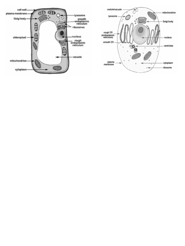 Plant and Animal Cell | PDF
