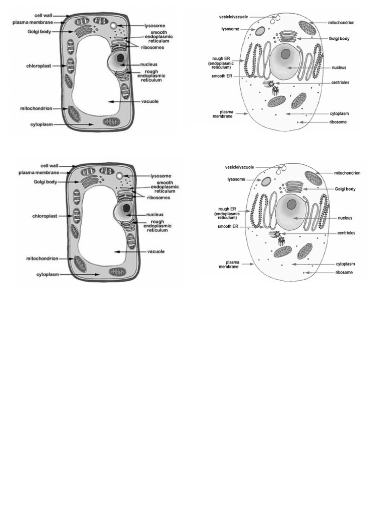 Cells | PDF | Science & Mathematics