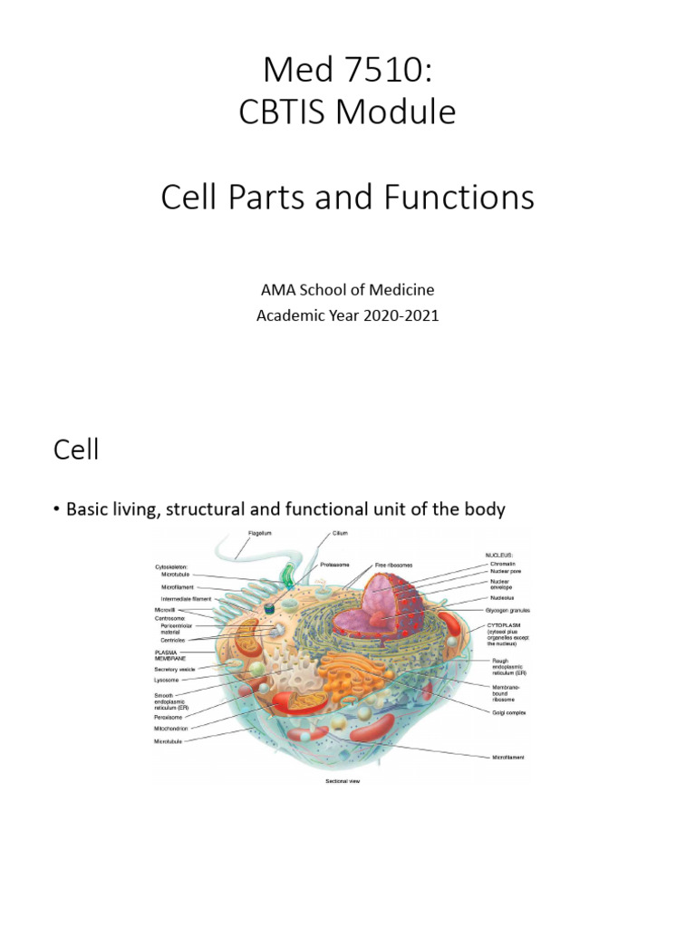 3 - Cell Parts and Functions Lecture | PDF | Cell Membrane | Cytoskeleton
