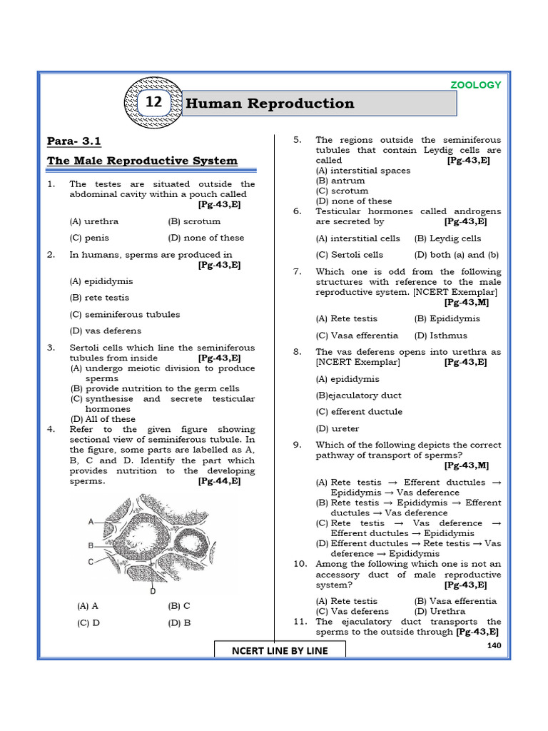 Human Reproduction Questions | PDF | Menstrual Cycle | Testicle