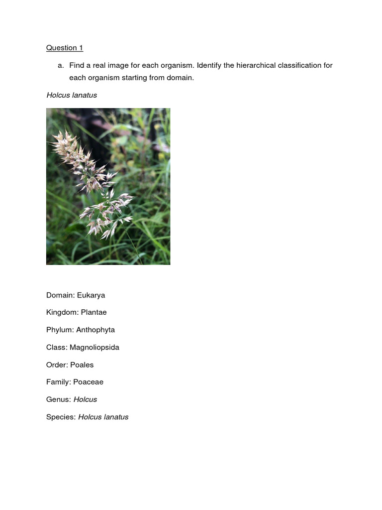 Biology Assignment Sb025 Draft | PDF | Fertilisation | Seed