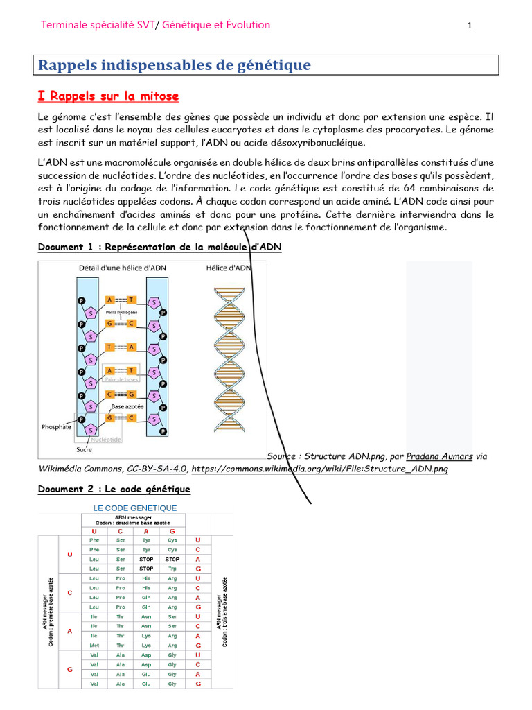 Rappels de génétique et mitose en SVT | PDF | Chromosome | Méiose