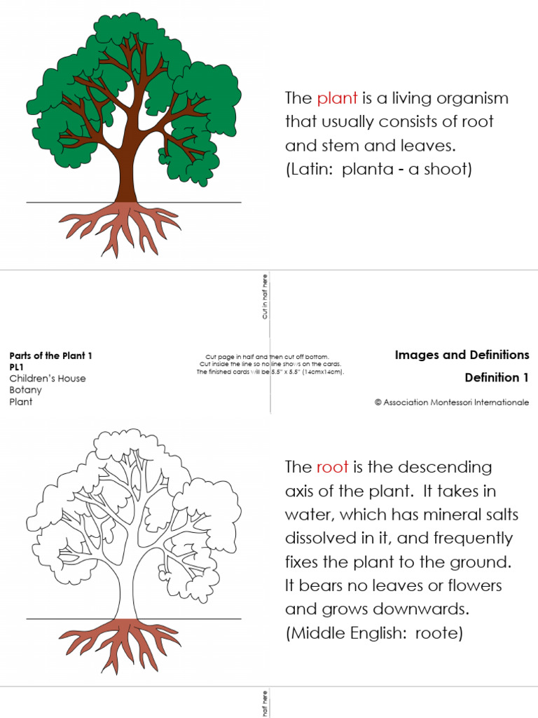 p 01 Definition Sen Us | PDF | Plants | Leaf