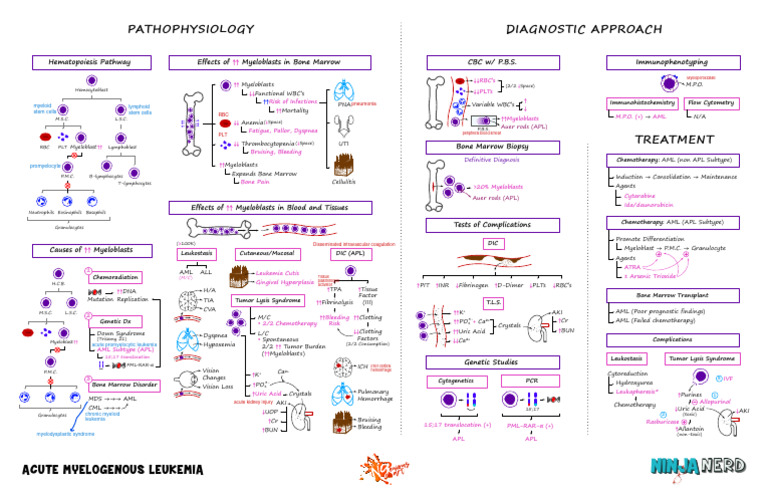 Hematology Pathology - 004) Acute Myelogenous Leukemia (AML ...