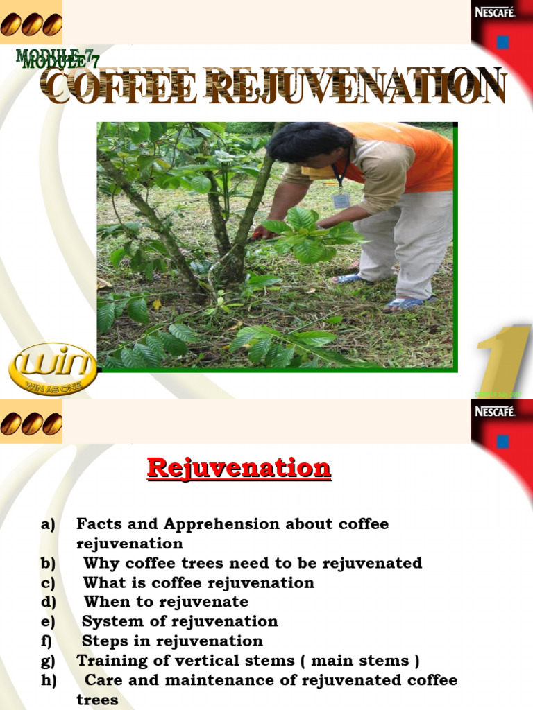 Coffee Rejuvenation | PDF