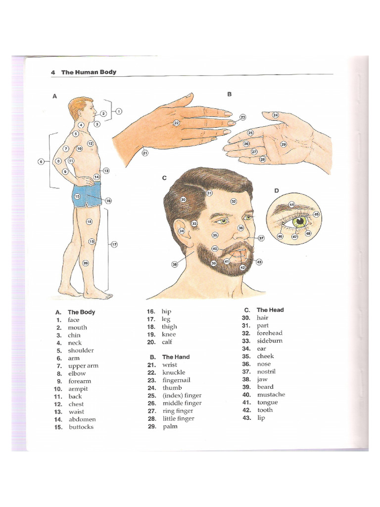 English Part of The Body - The - New - Oxford - Picture - Dictionary | PDF