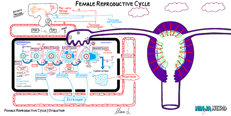 Endocrine Physiology) 21. Female Reproductive Cycle - Ovulation - Key ...