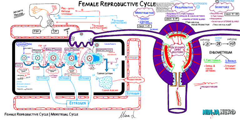 Endocrine Physiology) 22. Female Reproductive Cycle - Menstrual Cycle - Key | Download Free PDF ...