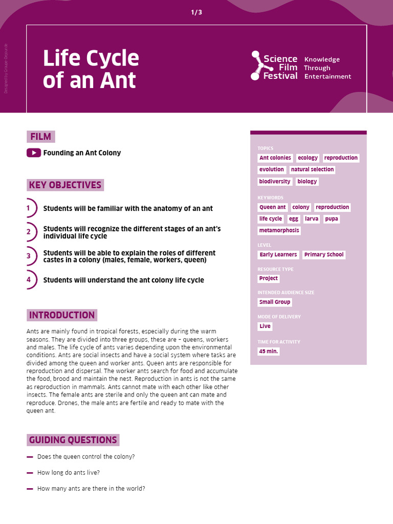 sff-activity_life-cycle-of-an-ant | PDF | Eusociality | Ant
