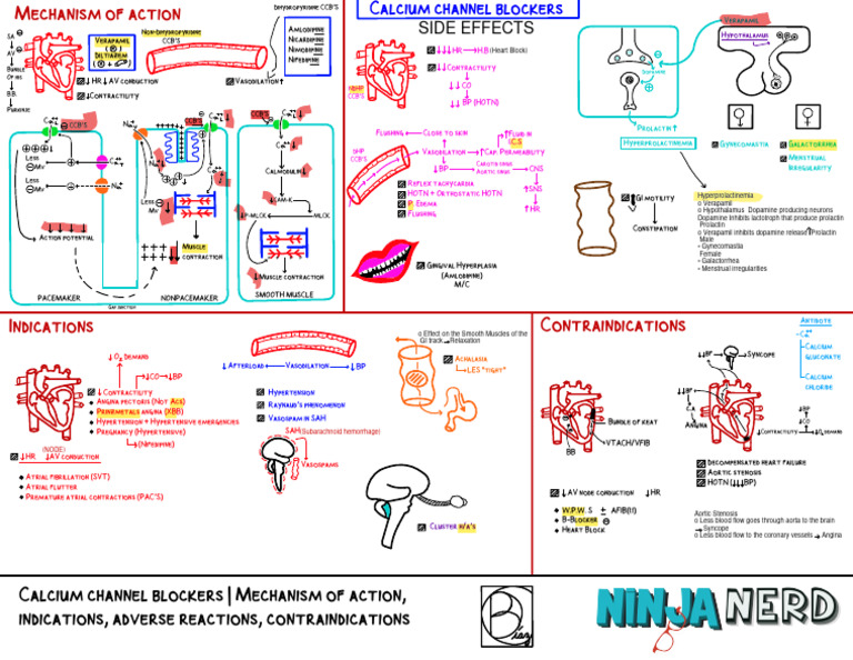 Cardiovascular Pharmacology] 07 Calcium Channel Blockers - Key | PDF