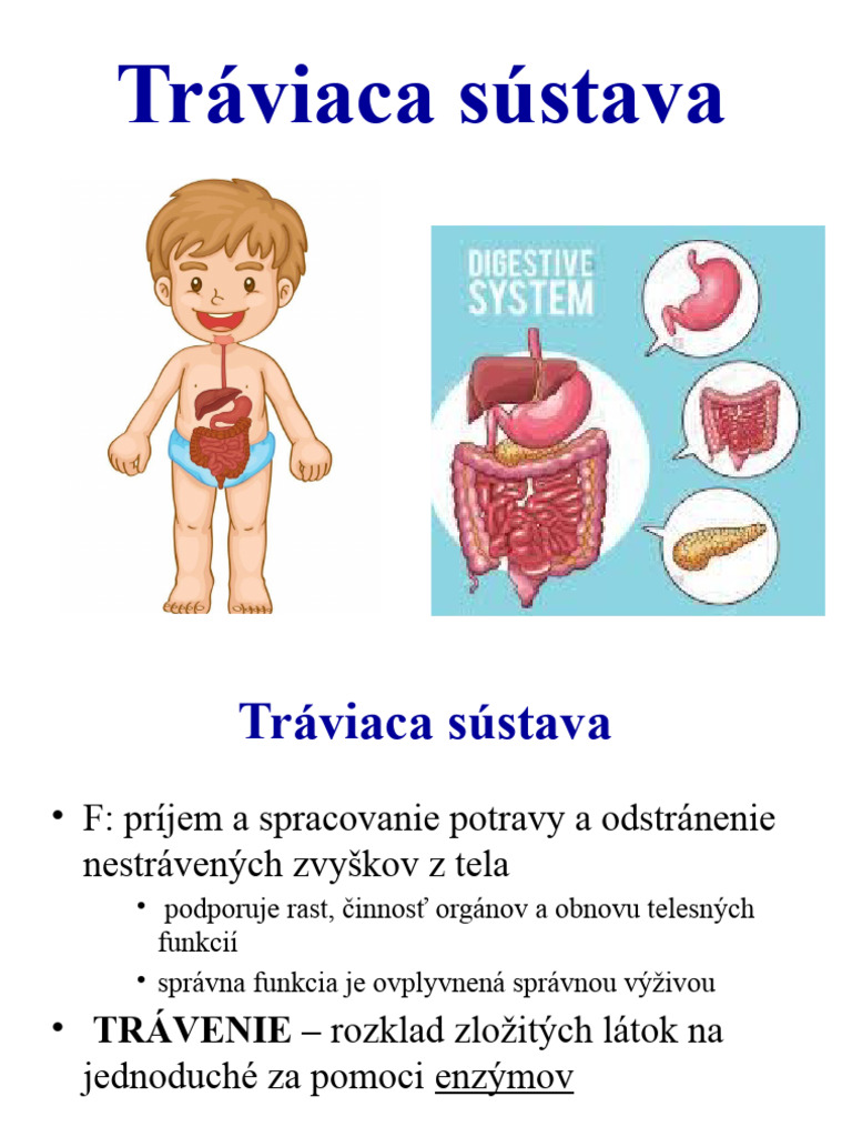 BIO 7 Traviaca Sustava | PDF