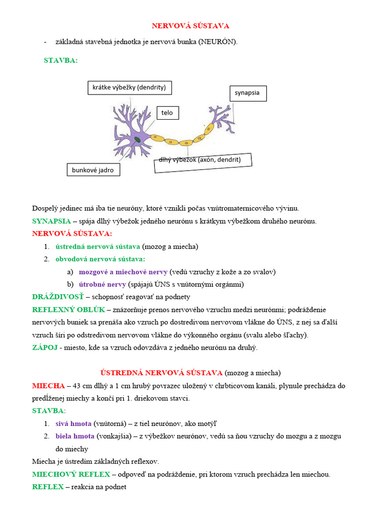 BIO 7 Nervova Sustava | PDF