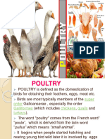 Poultry Processing Steps Explained | PDF | Poultry Farming | Poultry