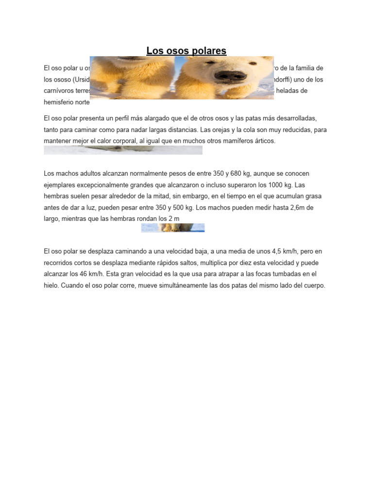 Los Osos | PDF