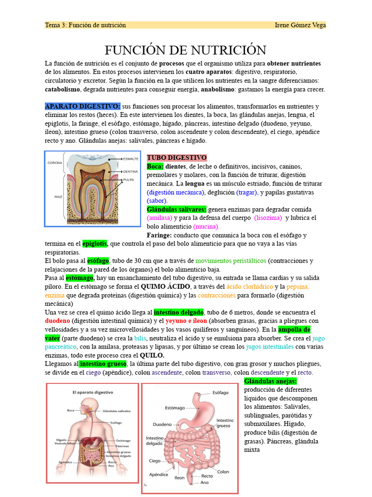 Tema 3: Función de nutrición | PDF | Digestión | Sistema digestivo humano