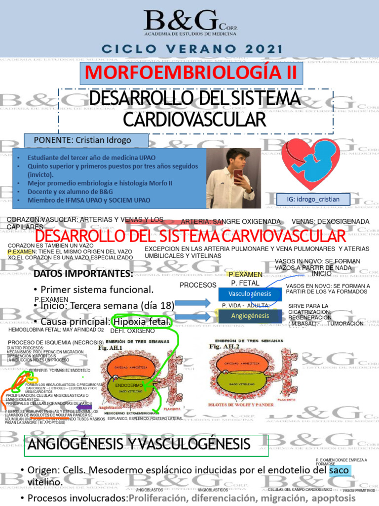 1 CLASE MORFOEMBRIO2 Generalidades, Angio, Vasculo | PDF | Factor de ...