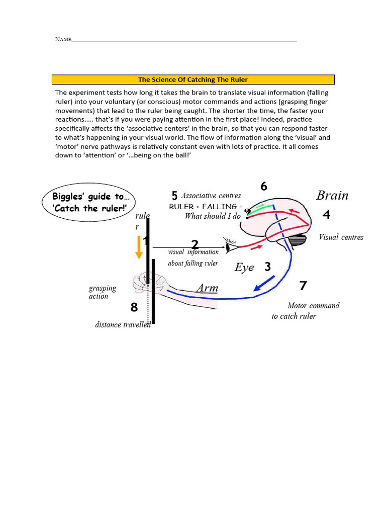 Ruler Reflex Inquiry Lab 2022 Engl | PDF | Experiment | Observation