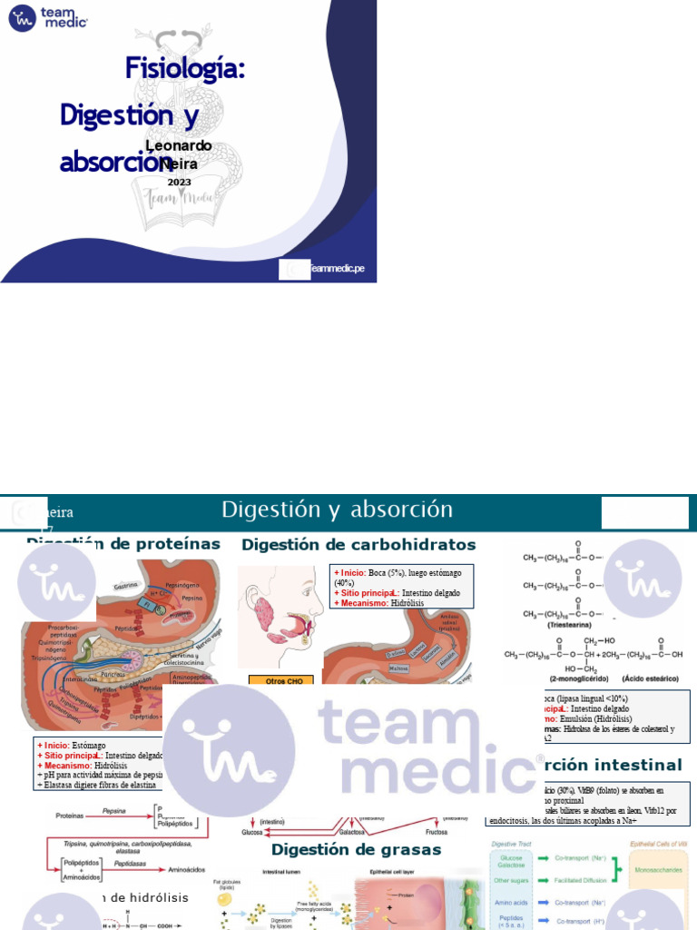 Digestion y Absorcion | PDF | Digestión | Biología