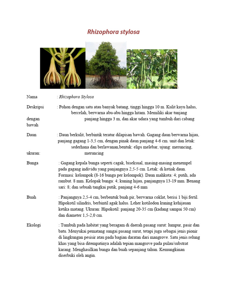 Rhizophora Stylosa | PDF