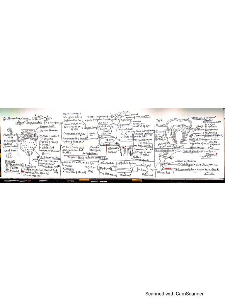 Digestion and Absorption | PDF