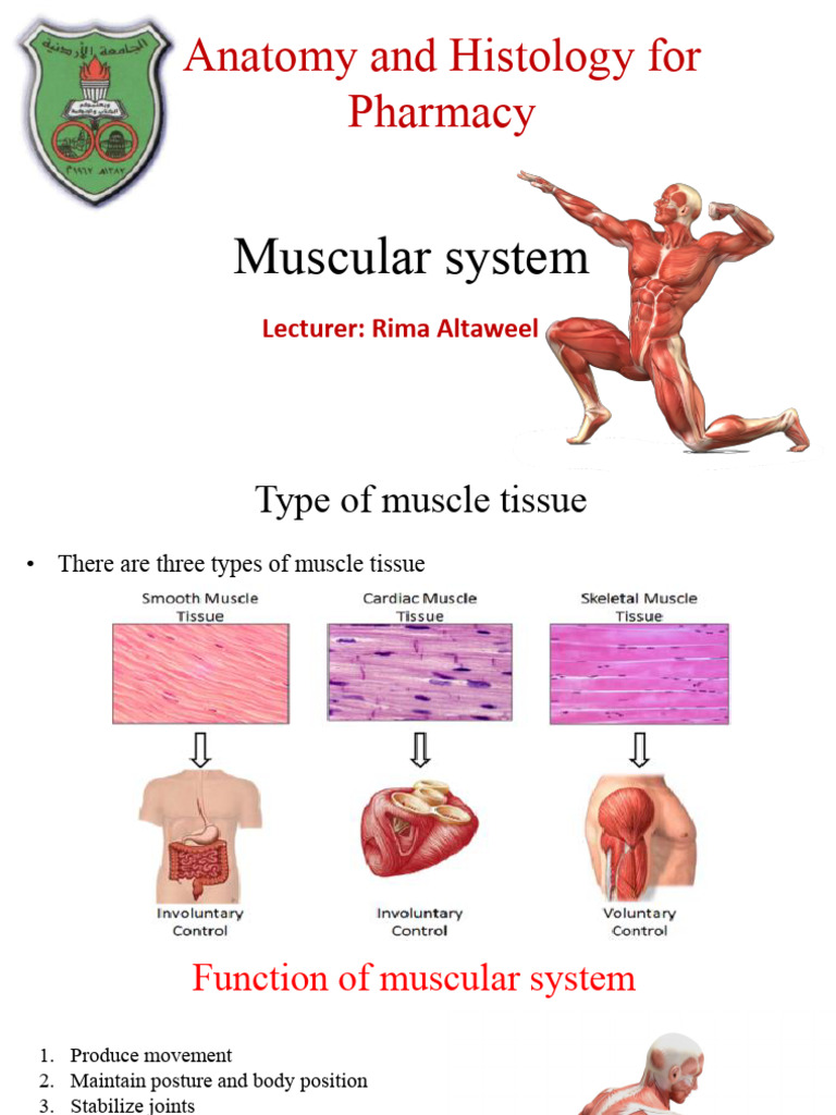 Muscular System | PDF | Shoulder | Human Leg