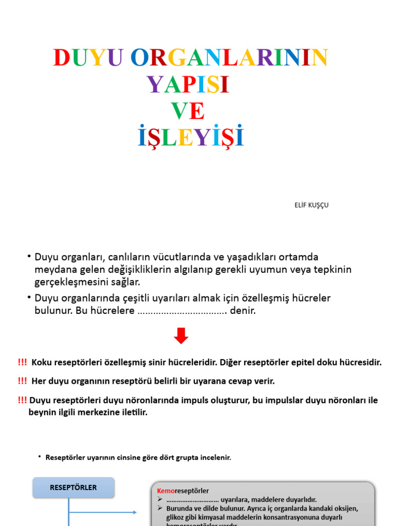 11.Sinif Duyu Organlari | PDF