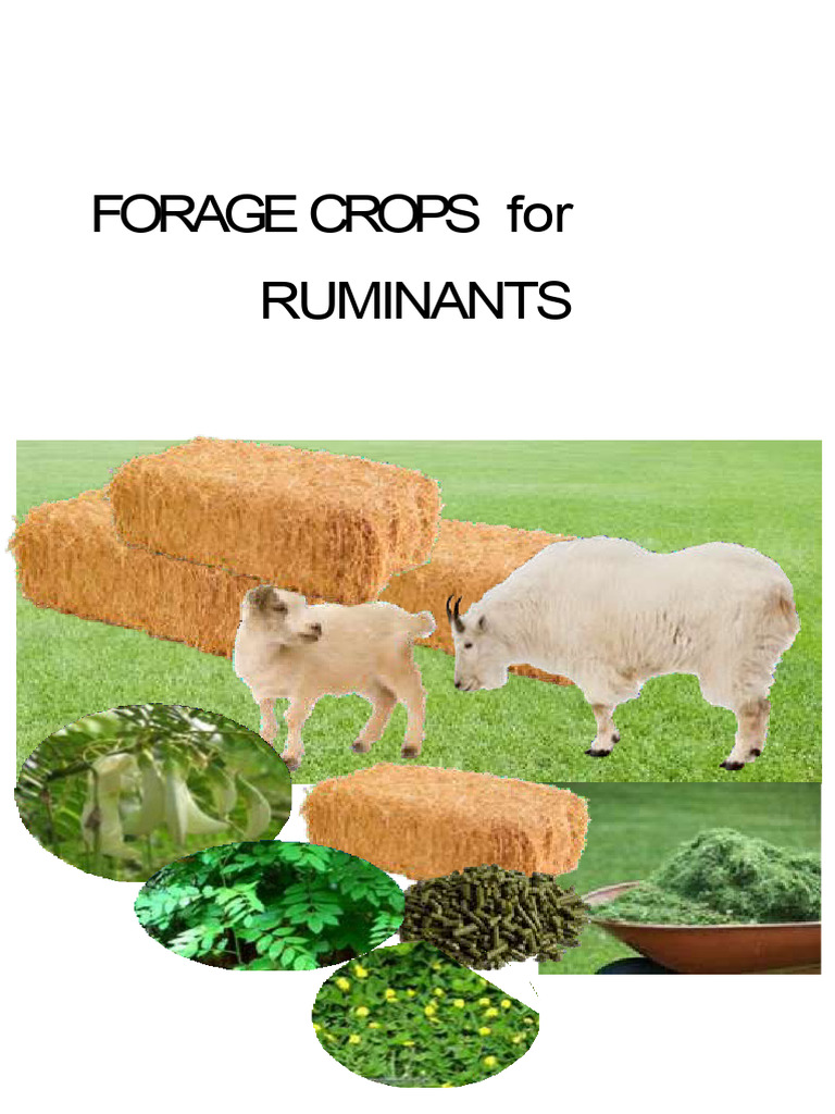Forages For Feeds of Ruminant | PDF | Legume | Agriculture