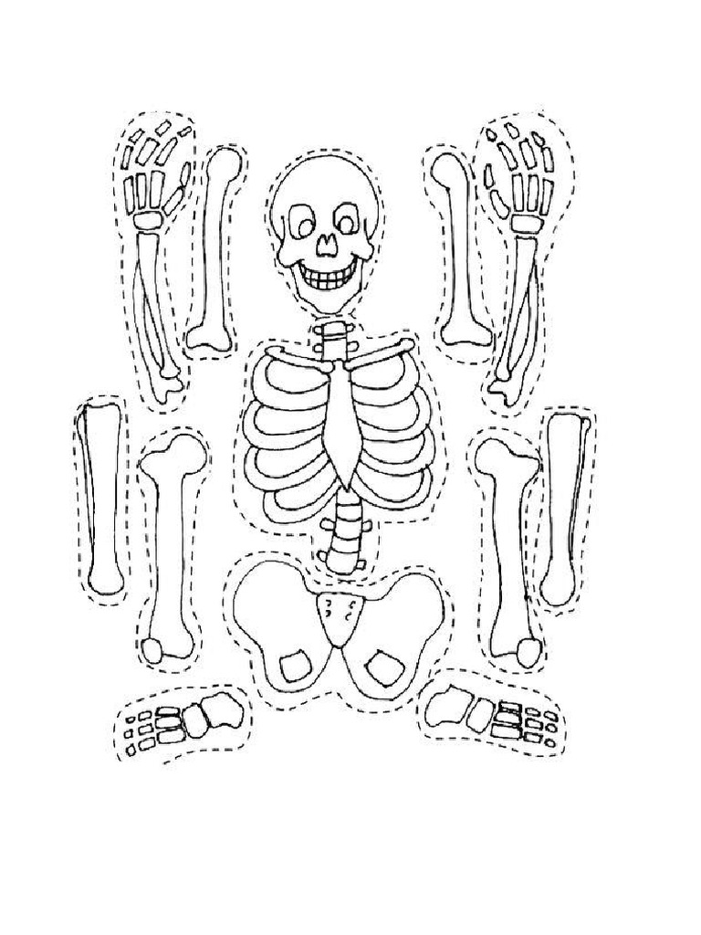 Skeleton | PDF