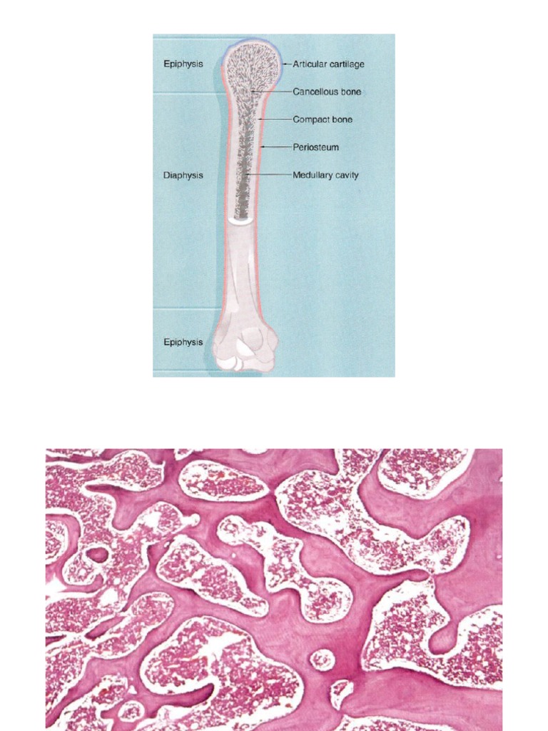 Lecture: Bone Deposition | Bone | Osteoblast
