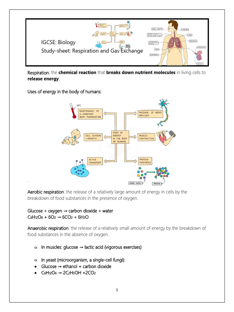Chapter 11. Gas exchange | PDF | Breathing | Cellular Respiration