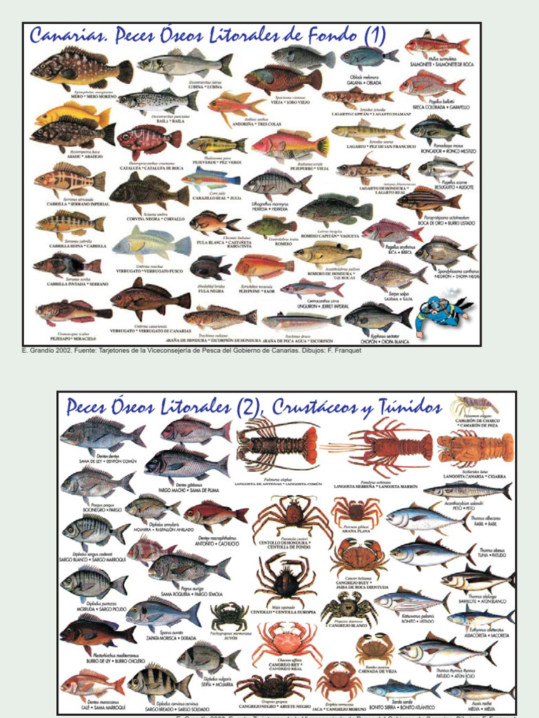 Peces Óseos Litorales de Canarias | PDF | Viajes y turismo