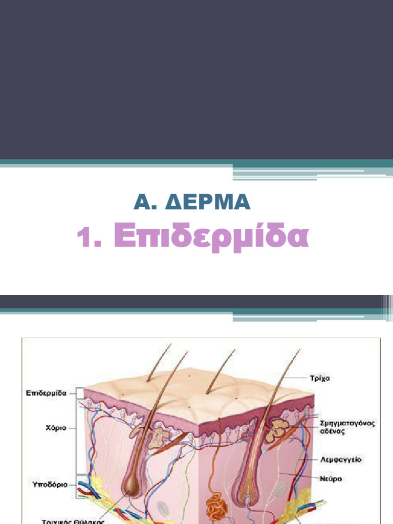 Δερματολογία - ΜΑΘΗΜΑ 2 (ΕΠΙΔΕΡΜΙΔΑ) | PDF