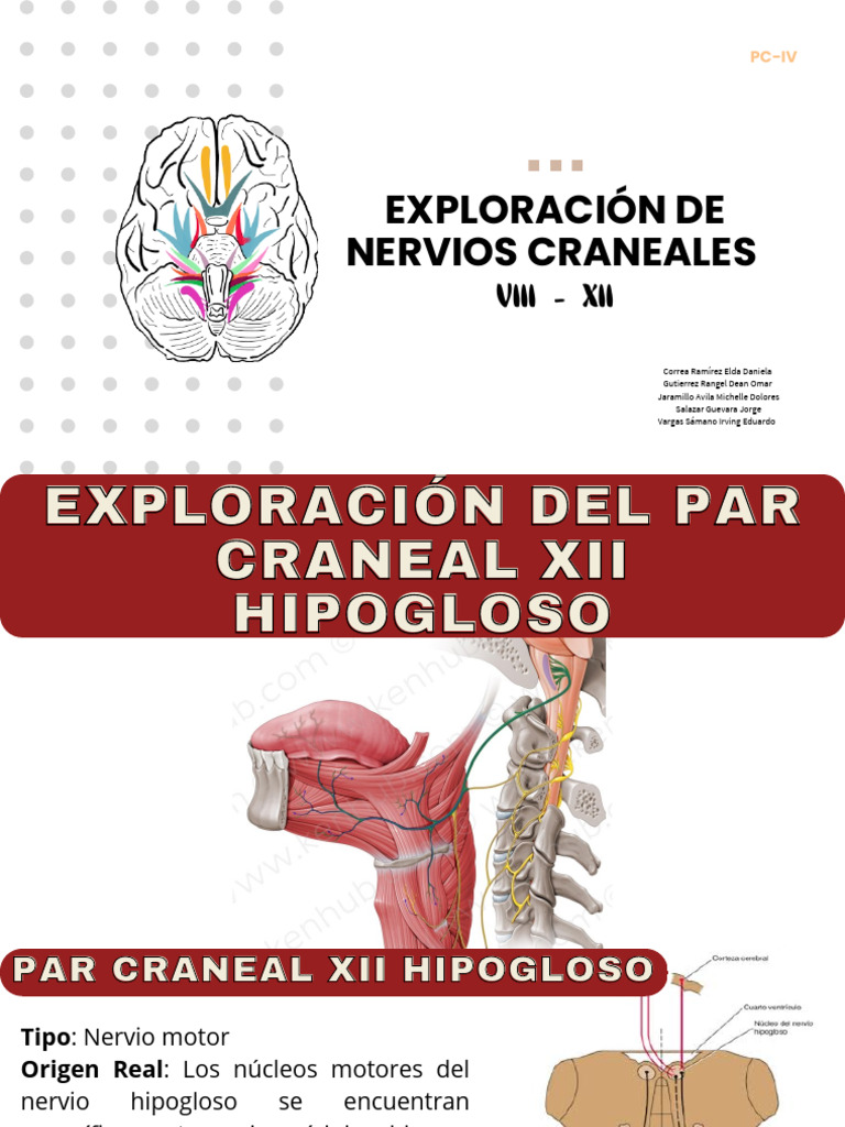 Nervios Craneales - VIII | PDF | Nervio vago | Sistema nervioso