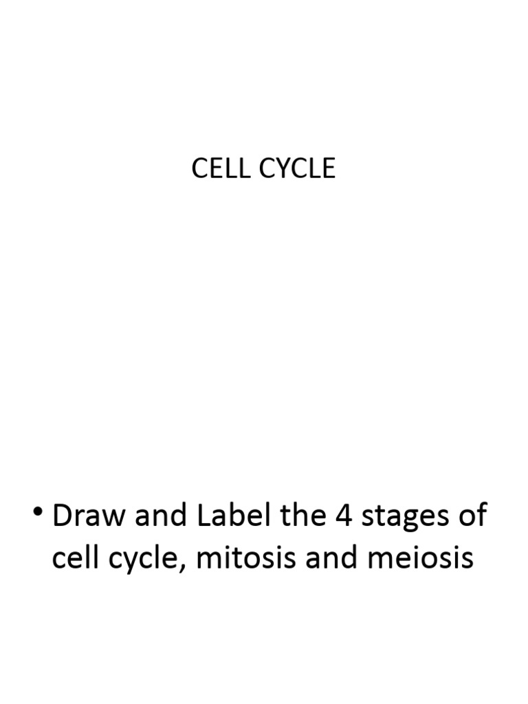 cell cycle assignment | PDF