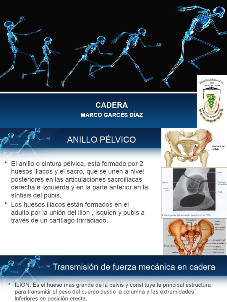 CADERA | PDF | Pelvis | Extremidades (anatomía)